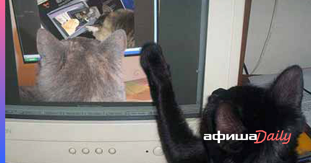 Проект The Infinite Cat Project - Афиша Daily