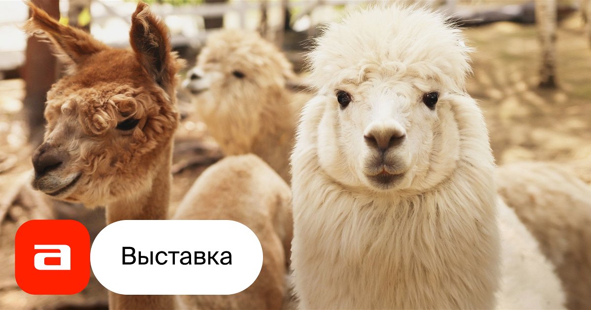Выставка Парк Альпак «Симба» в Москве: погладь, угости и сделай фото с ...